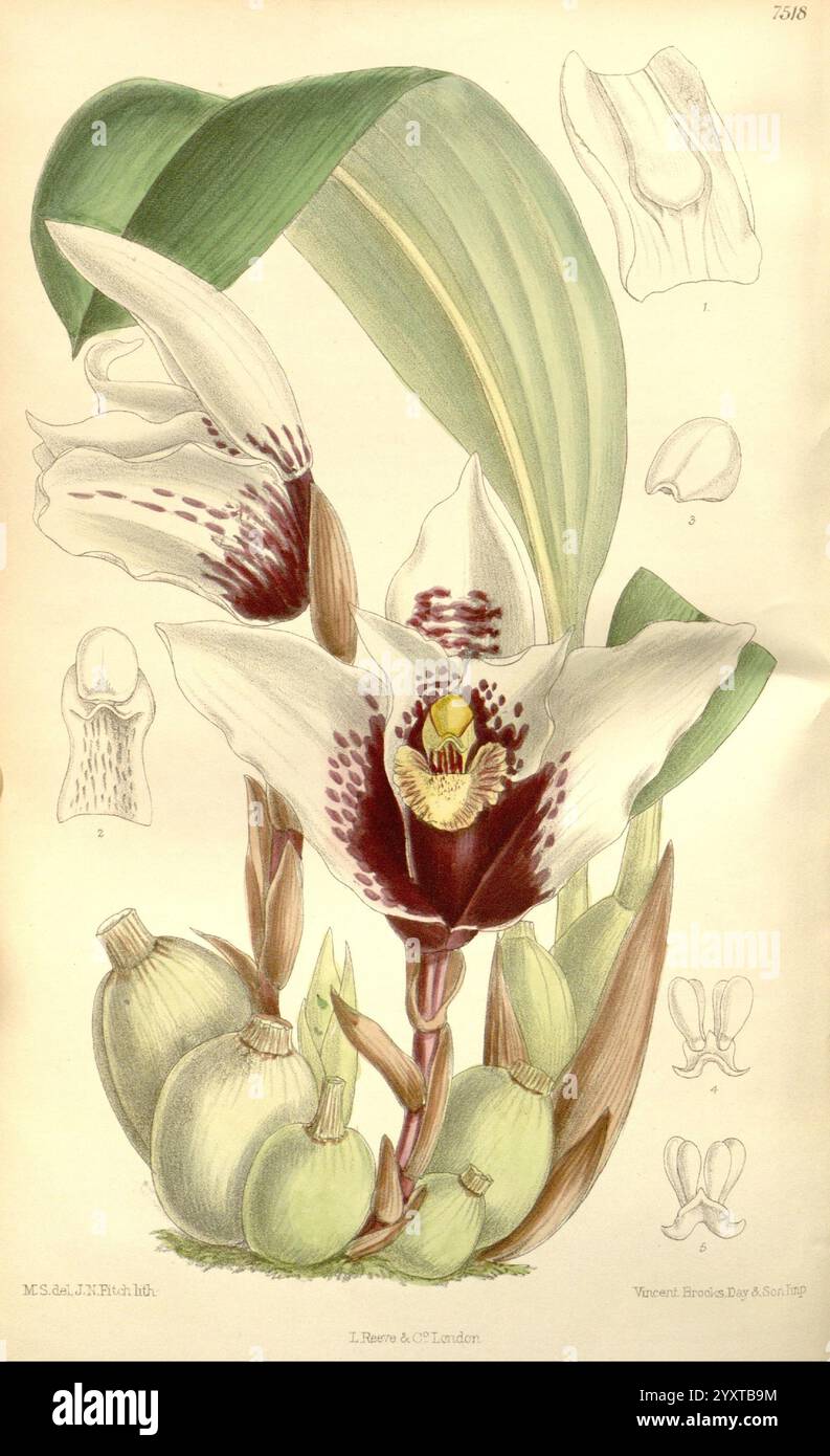Curtis's Botanical Magazine, London, New York, botanical illustration ...