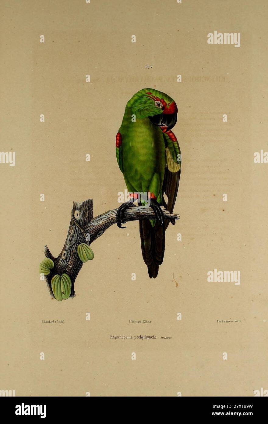 Iconographie des perroquets, Paris, P. Bertrand, 1857, bird, birds ...