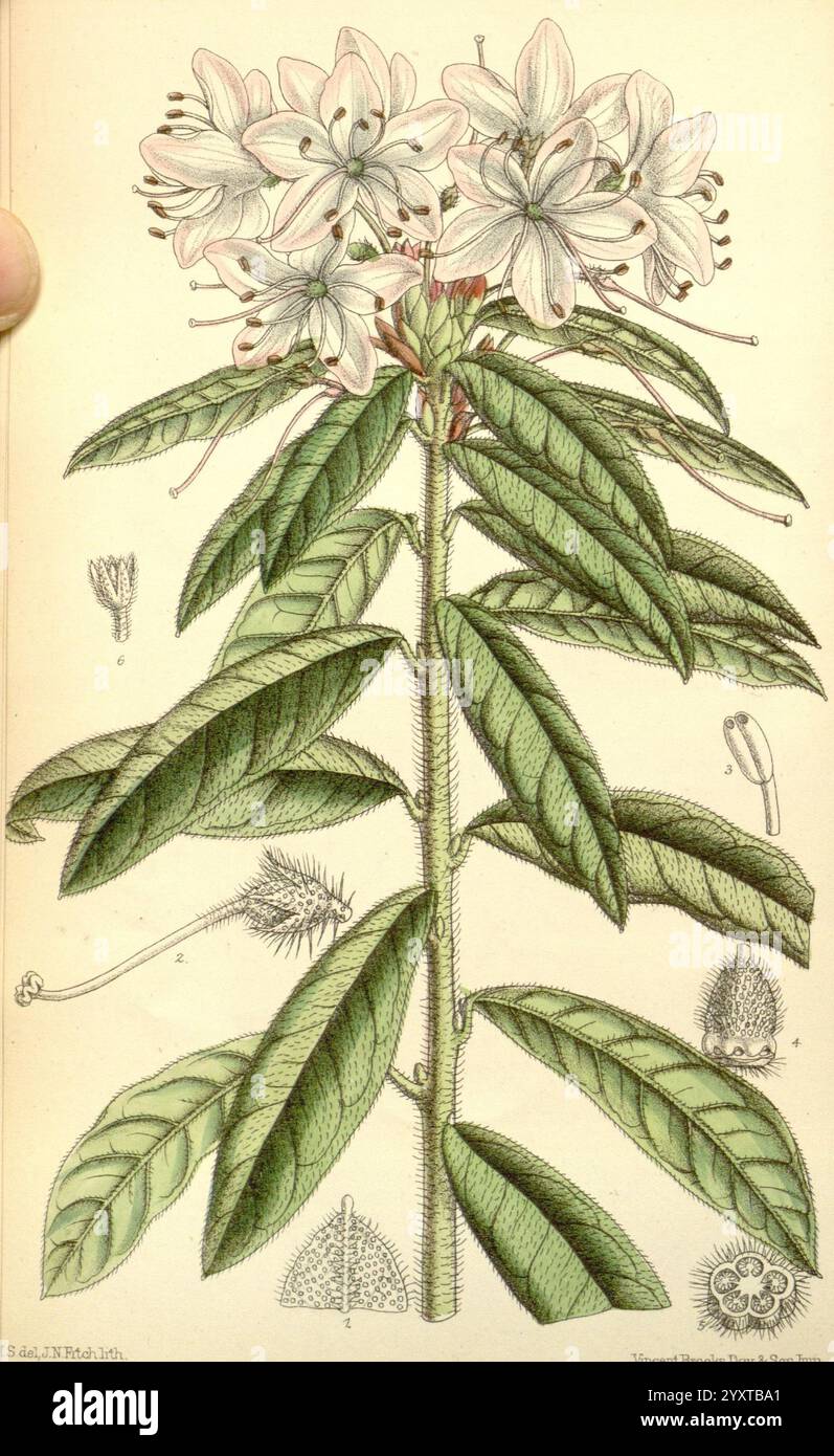 Curtis's Botanical Magazine, London, New York, botanical illustration ...