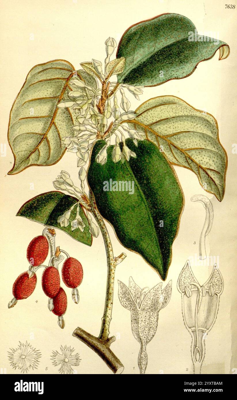 Curtis's Botanical Magazine, London, New York, botanical illustration ...