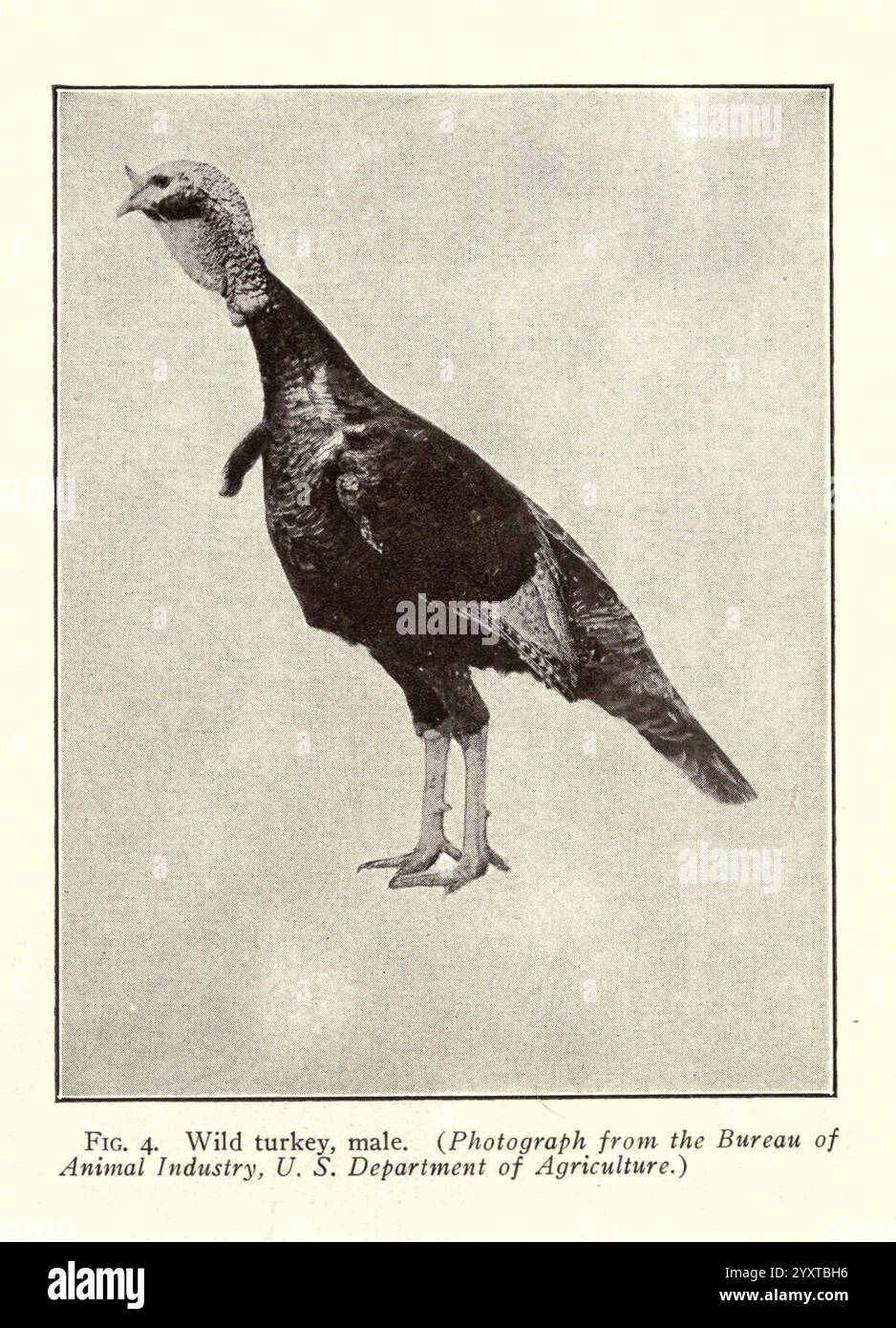 Male wild turkey stands upright hi-res stock photography and images - Alamy