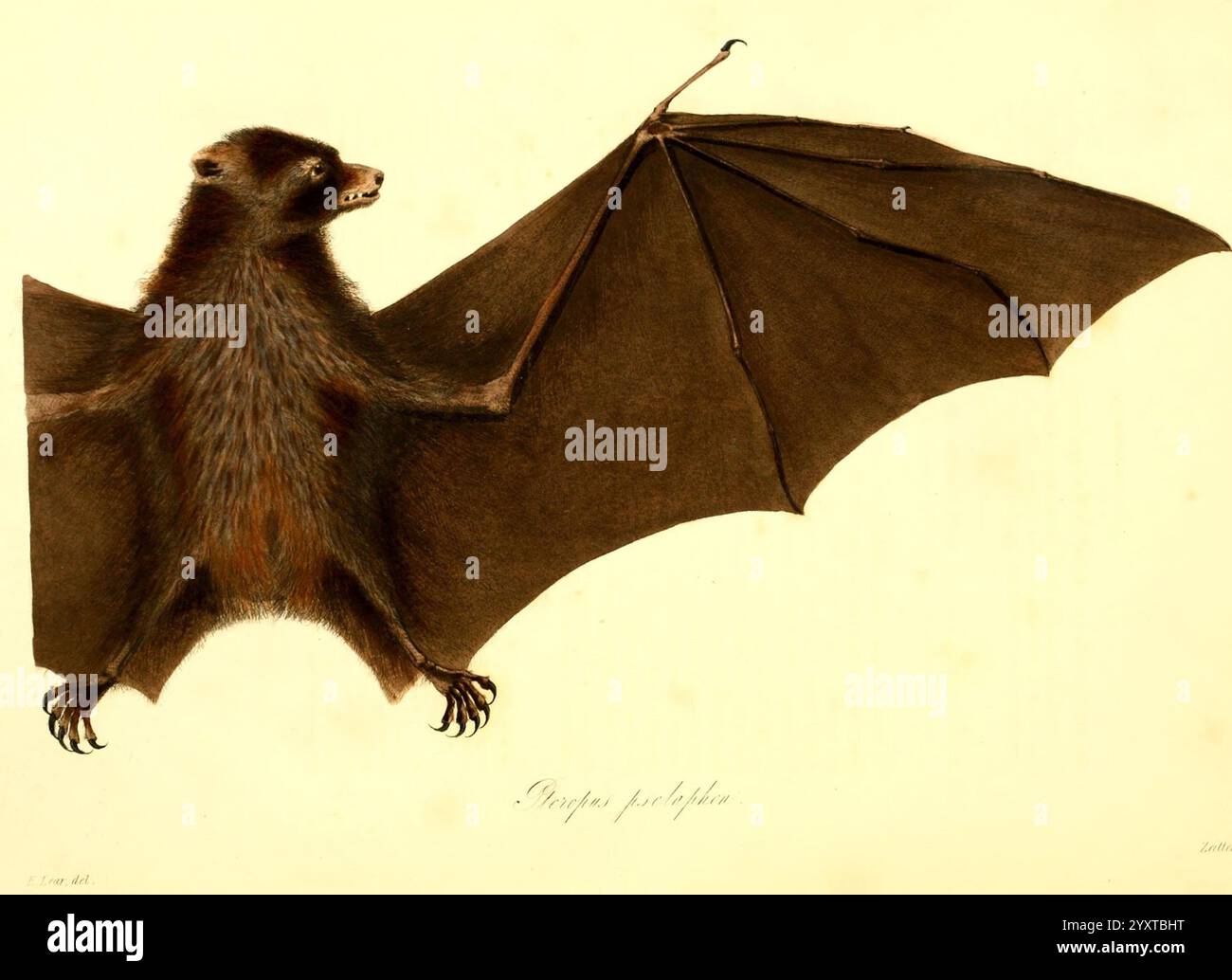 Thin membrane stretched hi-res stock photography and images - Alamy