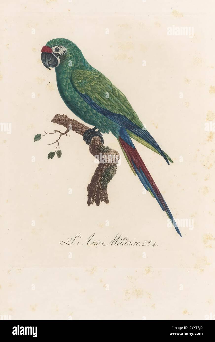 Specific parrot species hi-res stock photography and images - Alamy