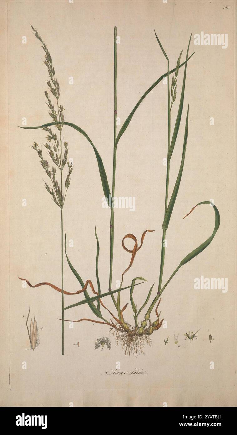 Flora Londinensis, or Plates and descriptions of such plants as grow ...