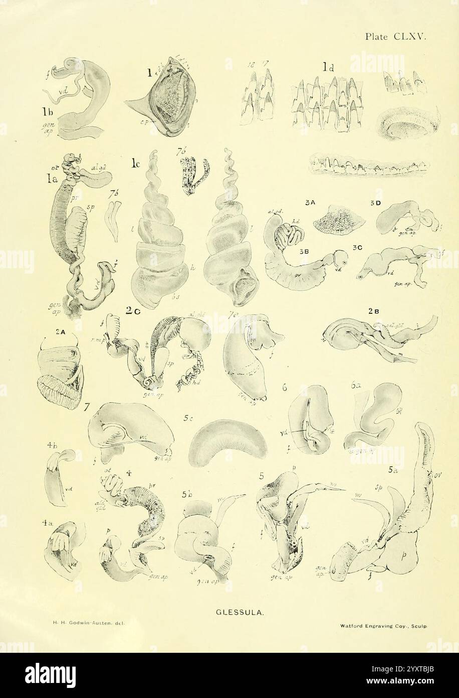 Land and freshwater Mollusca of India London, Taylor and Francis, 1882 ...