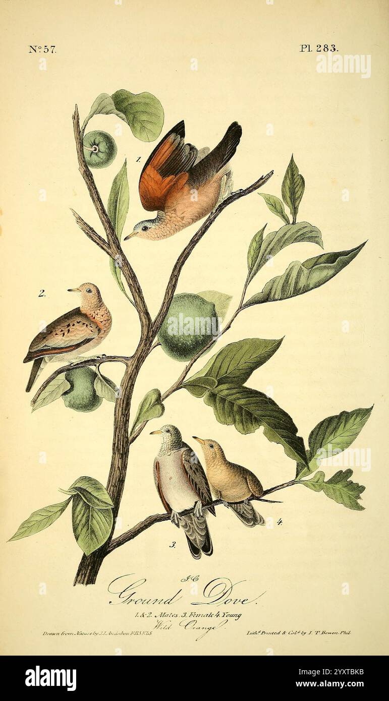 The, birds, of, America, New York, J.B. Chevalier, 1840-1844, birds ...