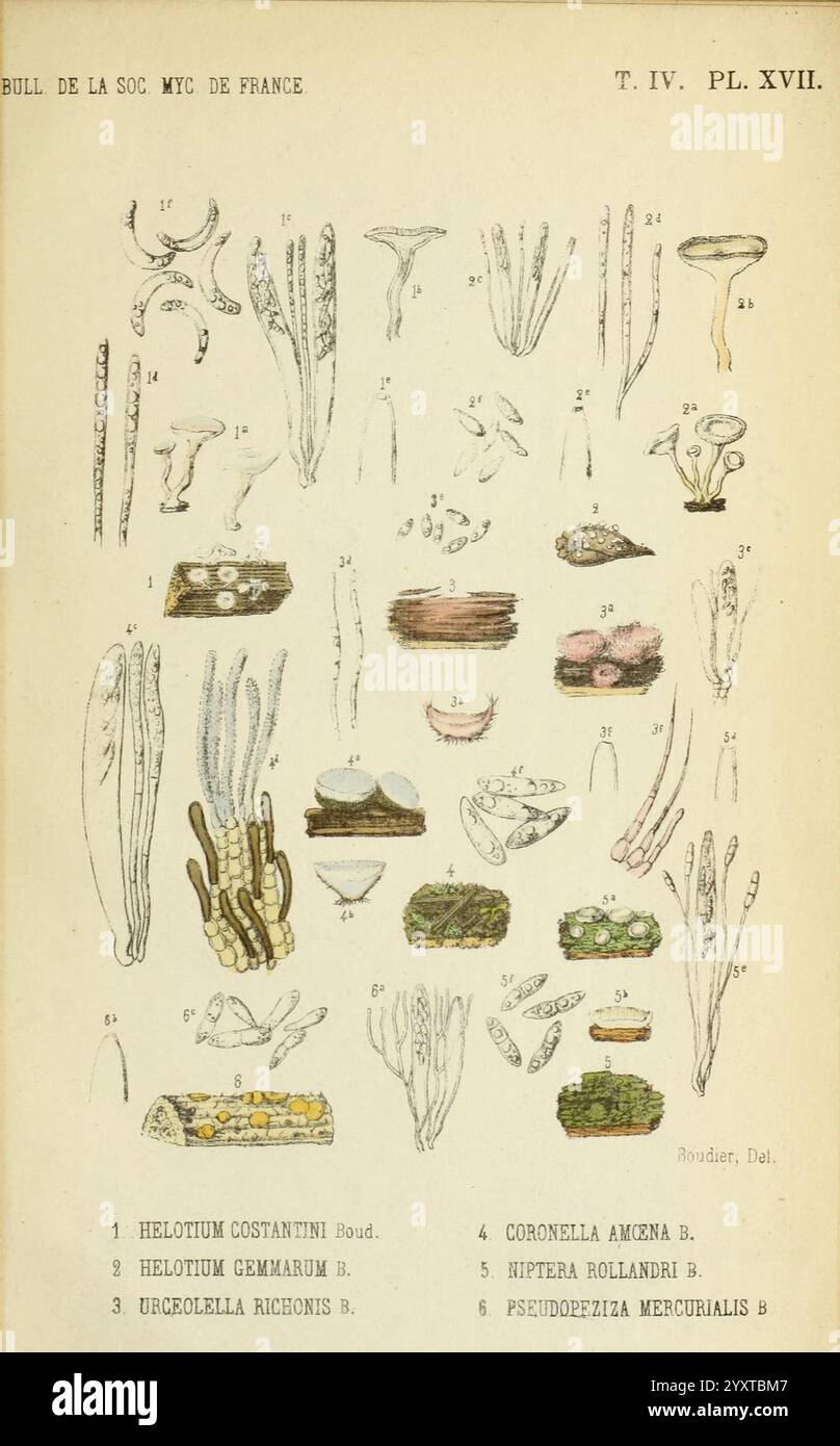 Layout emphasizes scientific classification hi-res stock photography ...