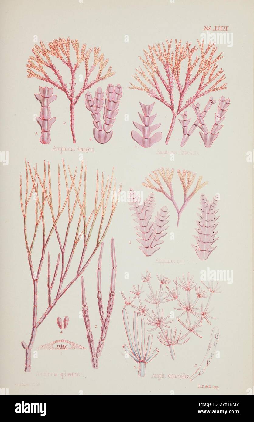 Amphiroa charoides hi-res stock photography and images - Alamy