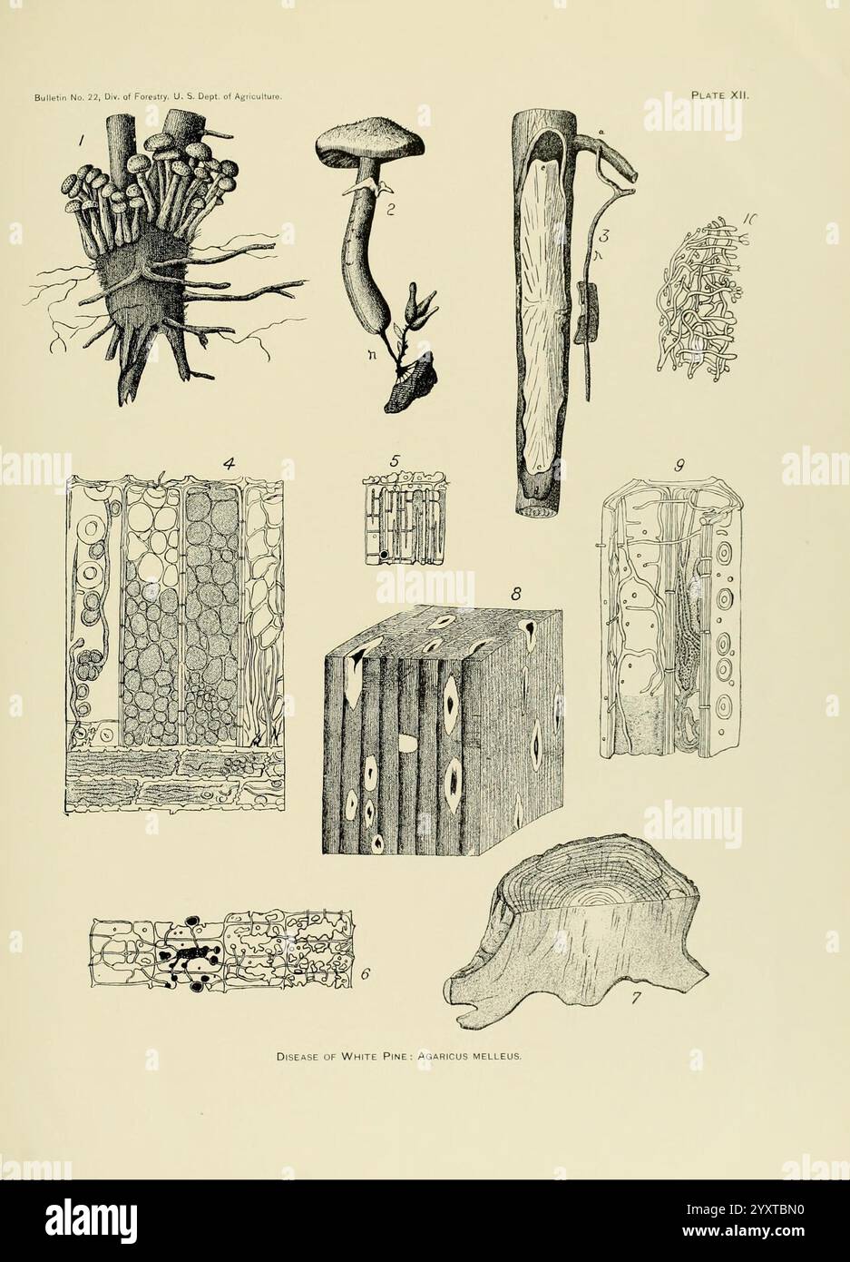 Fungal elements associated hi-res stock photography and images - Alamy