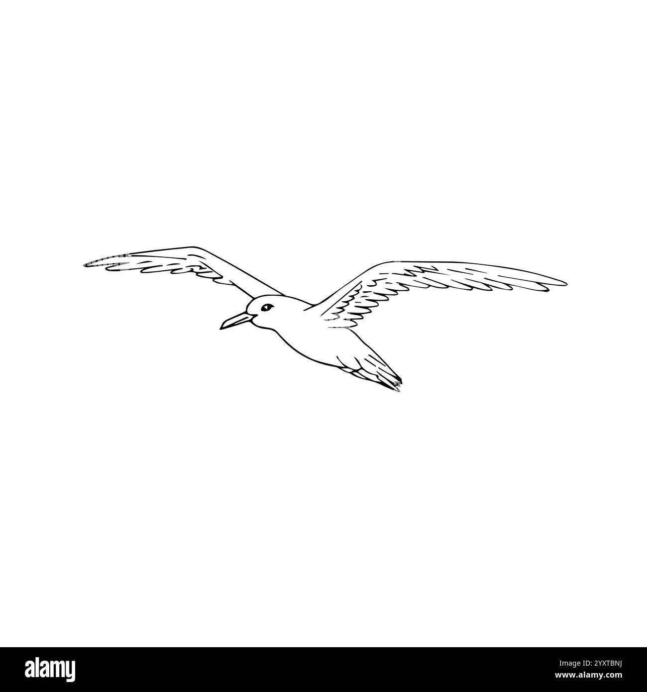 Vector hand drawn doodle sketch flying seagull isolated on white ...
