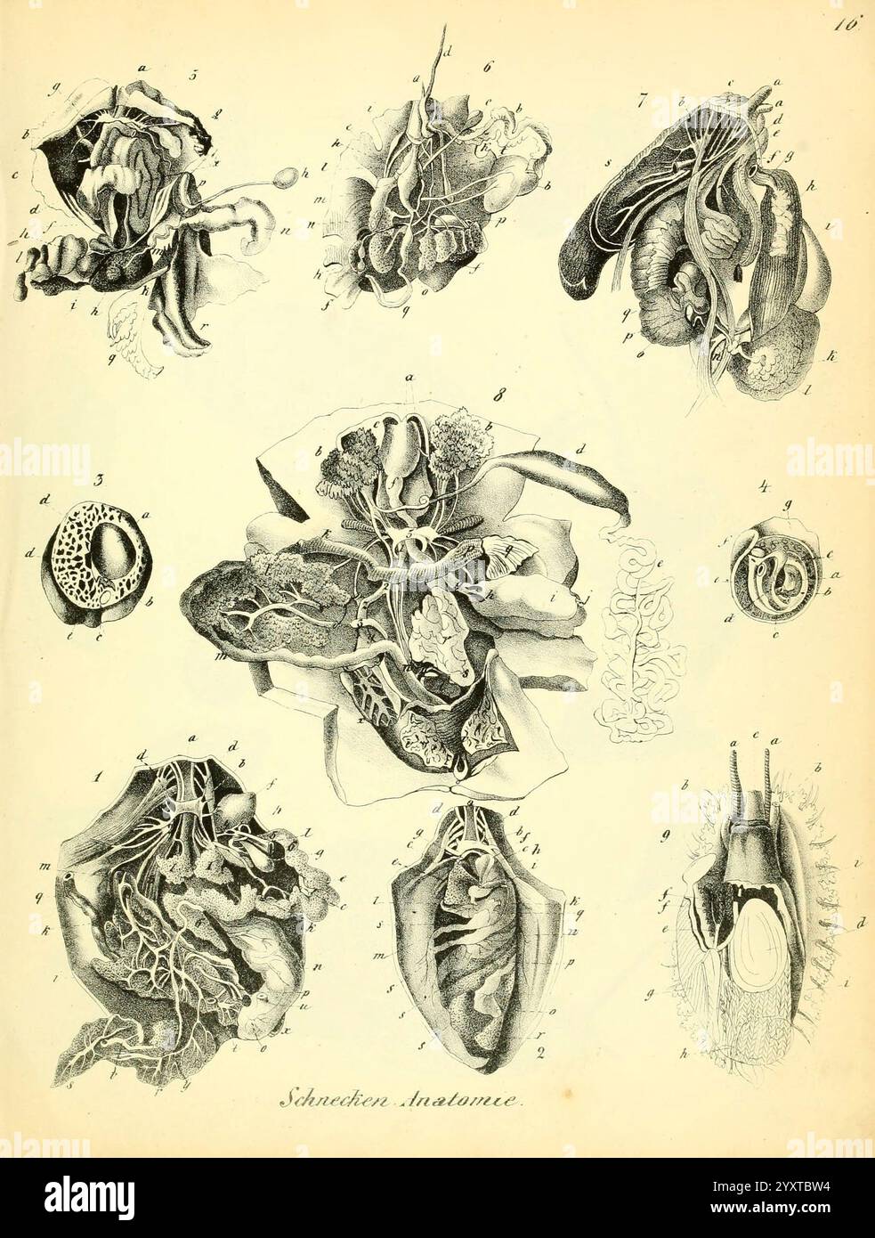 Intricate anatomical drawings hi-res stock photography and images - Alamy