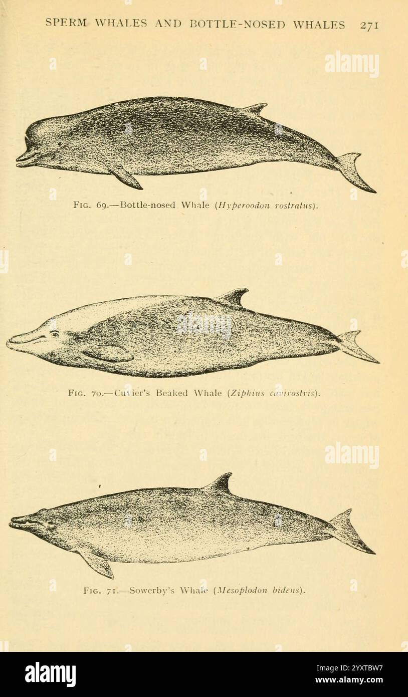 Middle illustration presents cuviers beaked whale hi-res stock ...