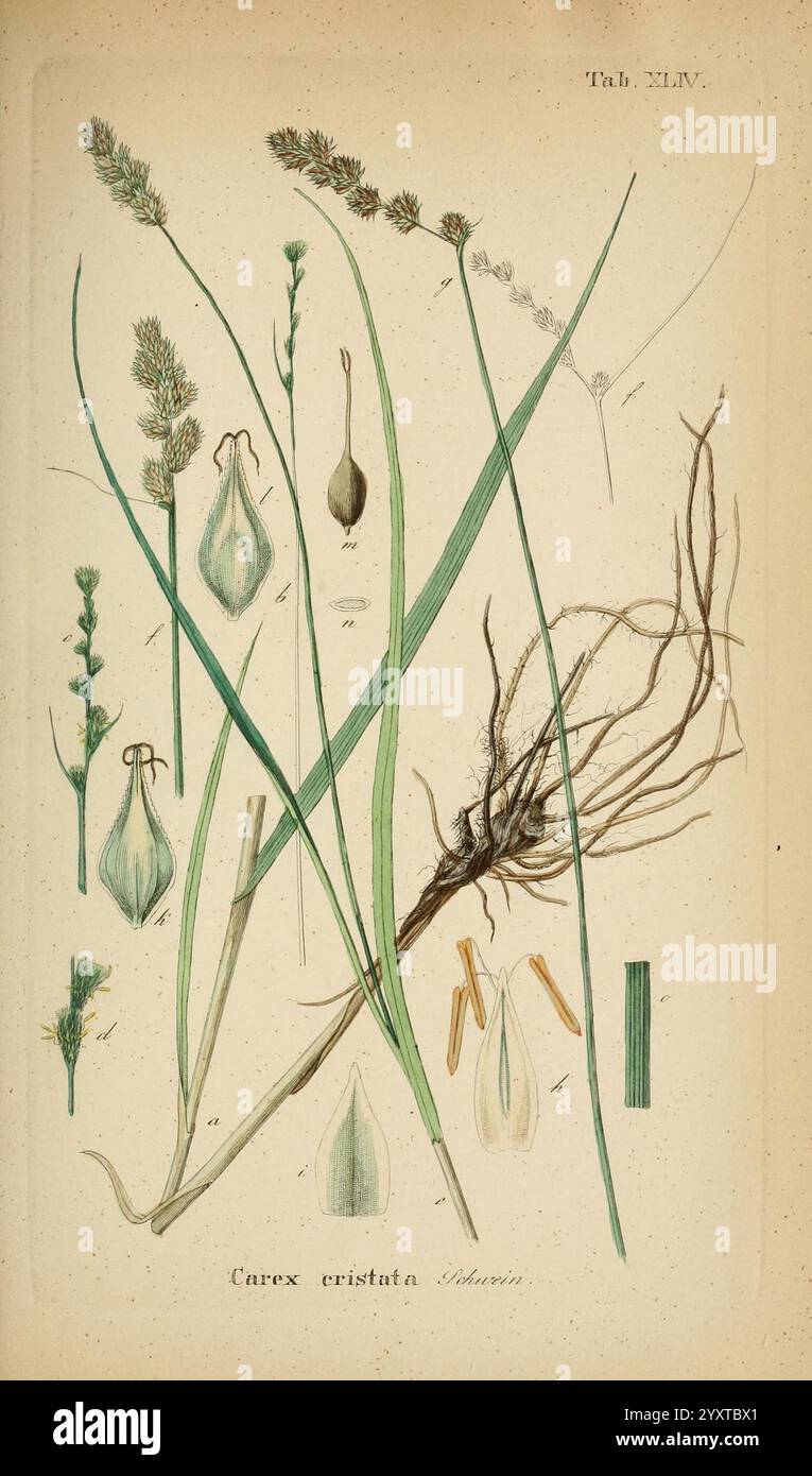 Sedge identification hi-res stock photography and images - Alamy