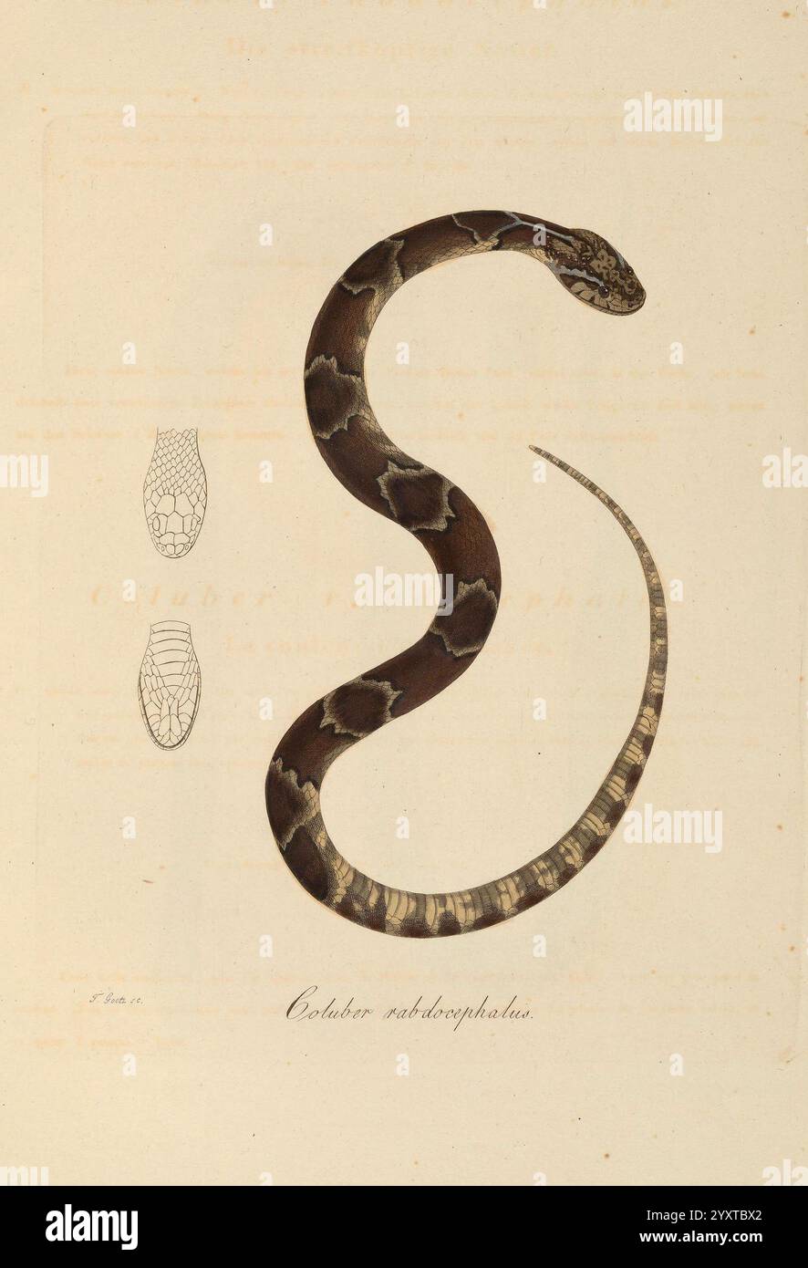 Characteristic dark scales hi-res stock photography and images - Alamy