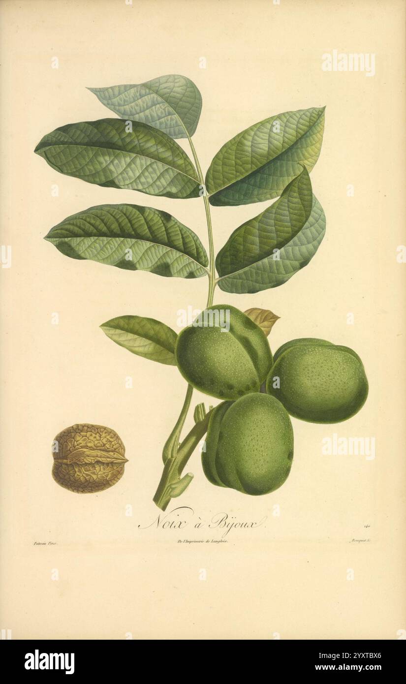 Plump forms hi-res stock photography and images - Alamy