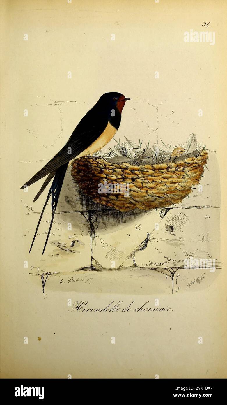 Planches coloriees des oiseaux de la Belgique et de leurs oeufs ...