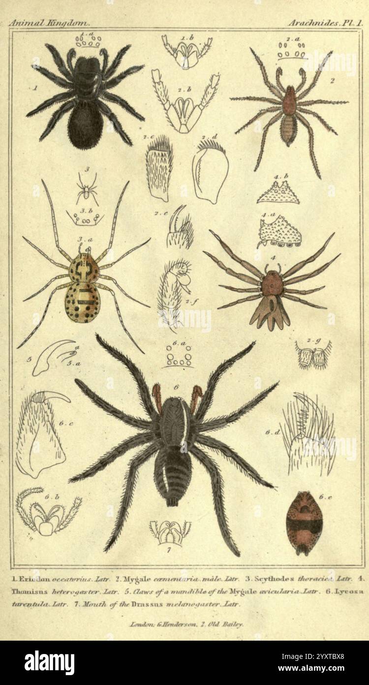 Variety within spider morphology hi-res stock photography and images ...