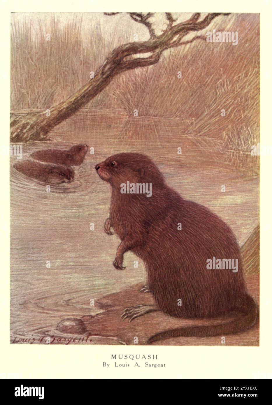 Muskrat stands hi-res stock photography and images - Alamy