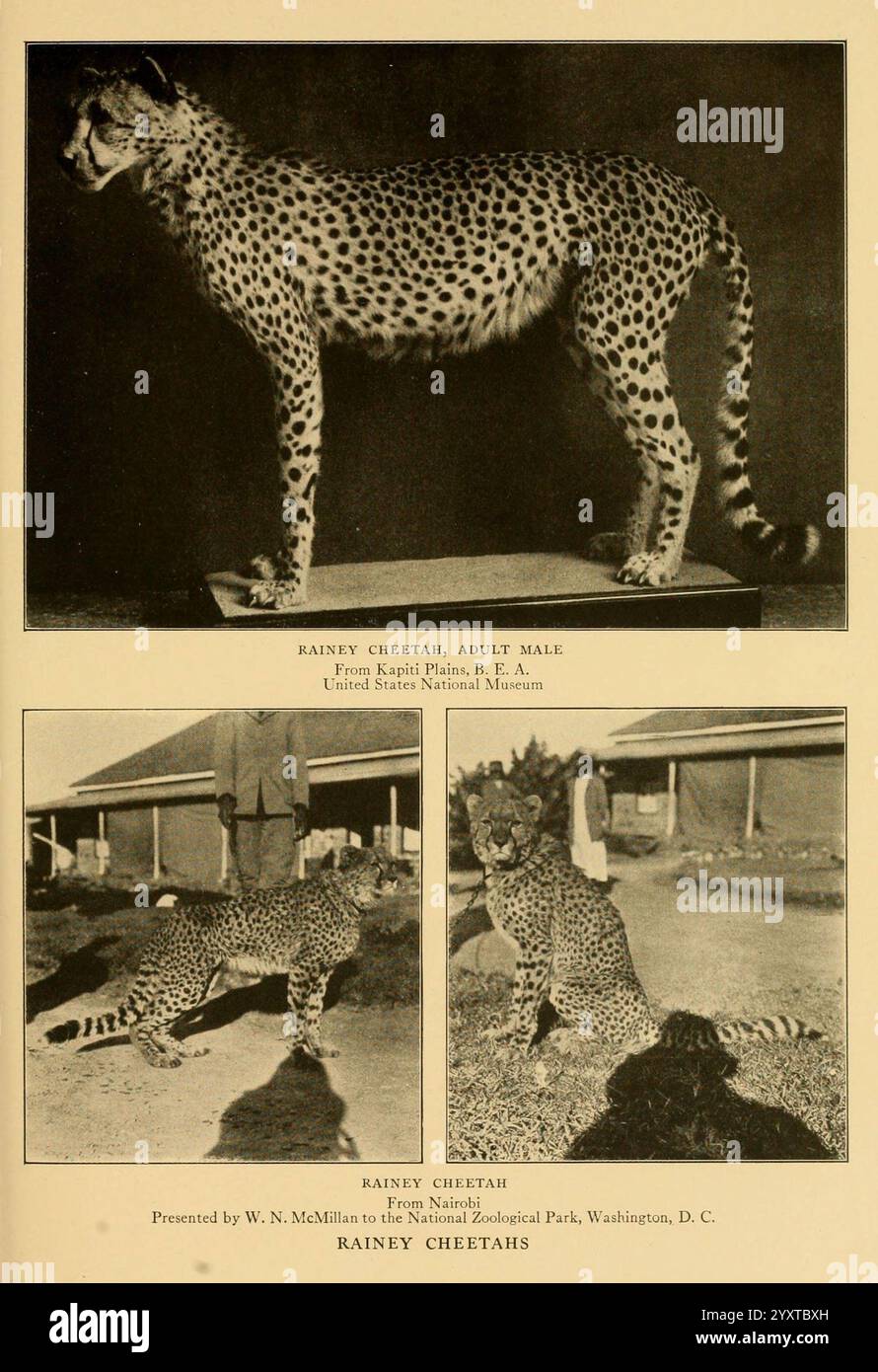Life-histories of African game animals New York, C. Scribner's Sons ...