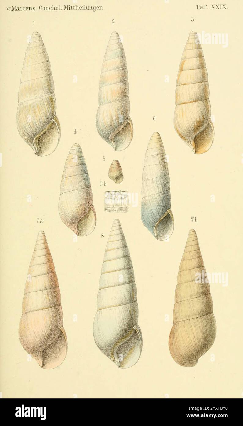 Various conchological structures hi-res stock photography and images ...