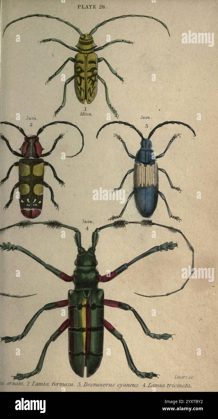Beetles London H.G. Bohn 1846 Beetles Ray John, A detailed illustration ...