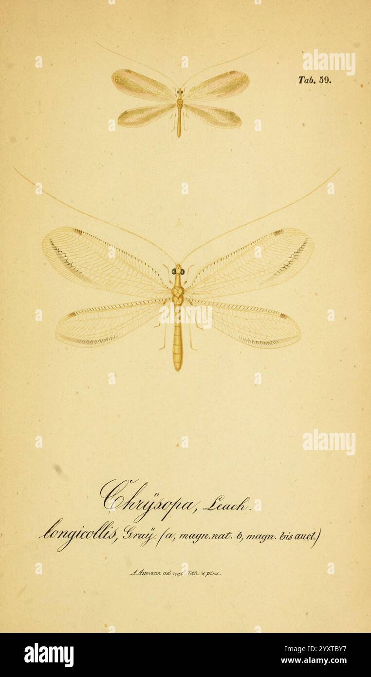 Symbolae ad monographiam generis Chrysopae, Leach. Vratislaviae, apud ...
