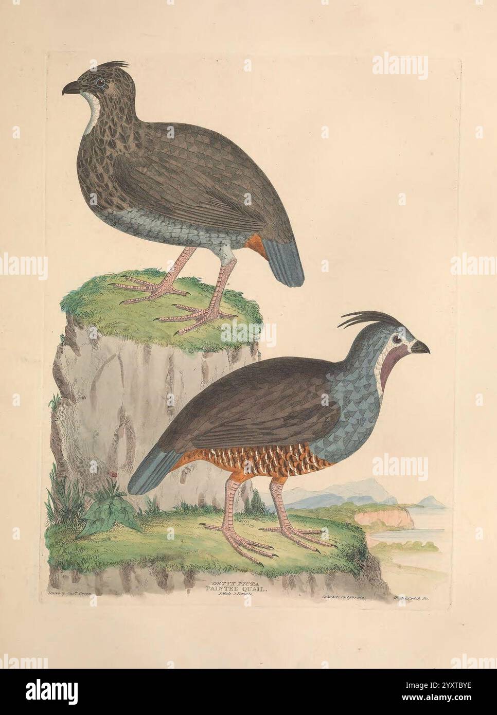 Artwork features two quail hi-res stock photography and images - Alamy