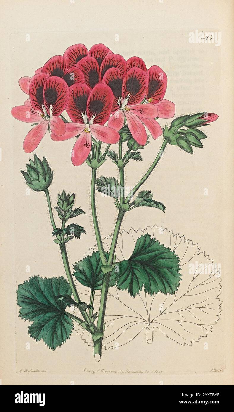 Blooms complements hi-res stock photography and images - Alamy