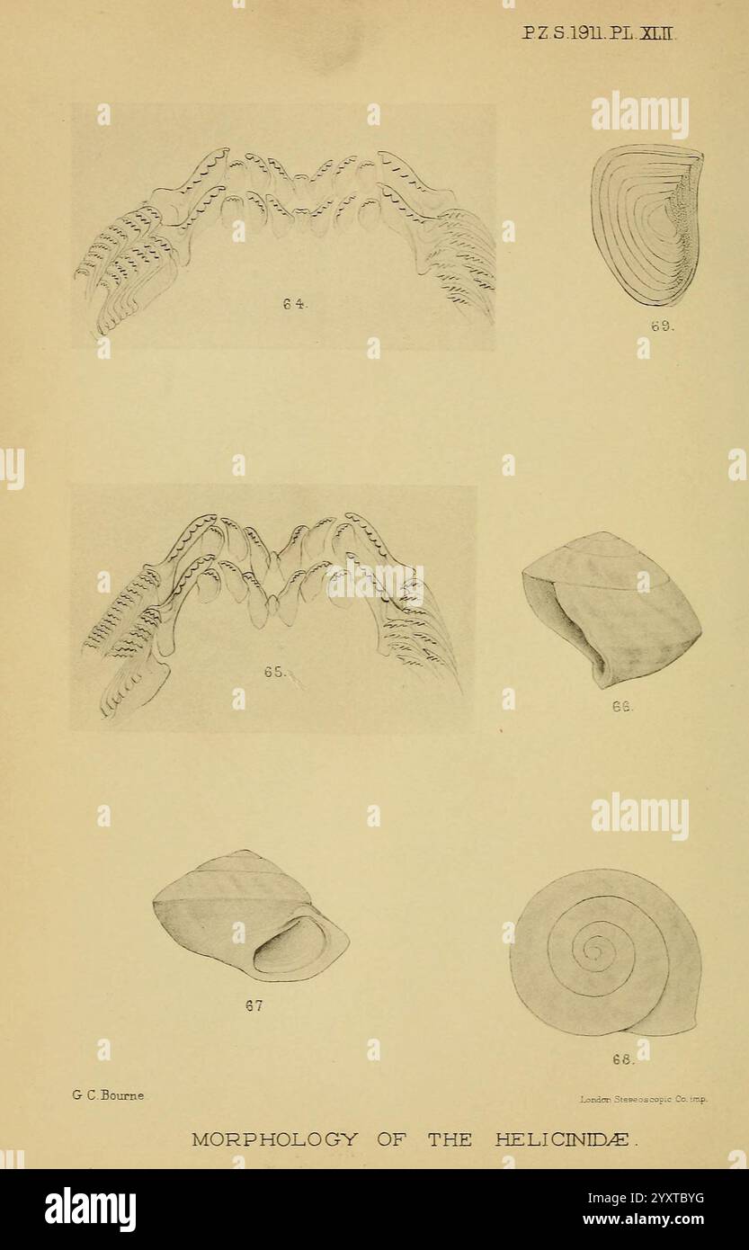 Characteristic spiral shell structure hi-res stock photography and ...