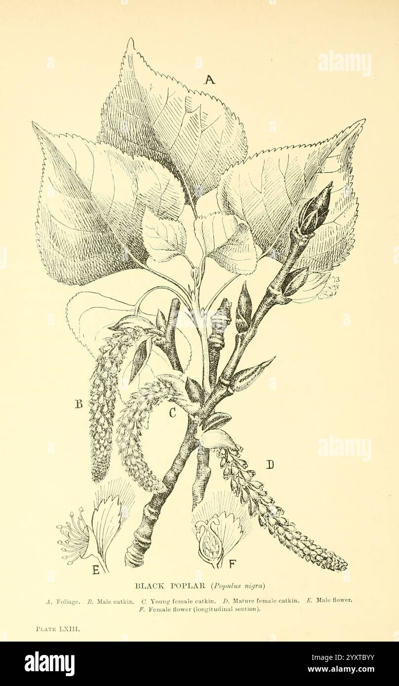 Trees and shrubs of the British Isles London Dent 1909 botany Great ...
