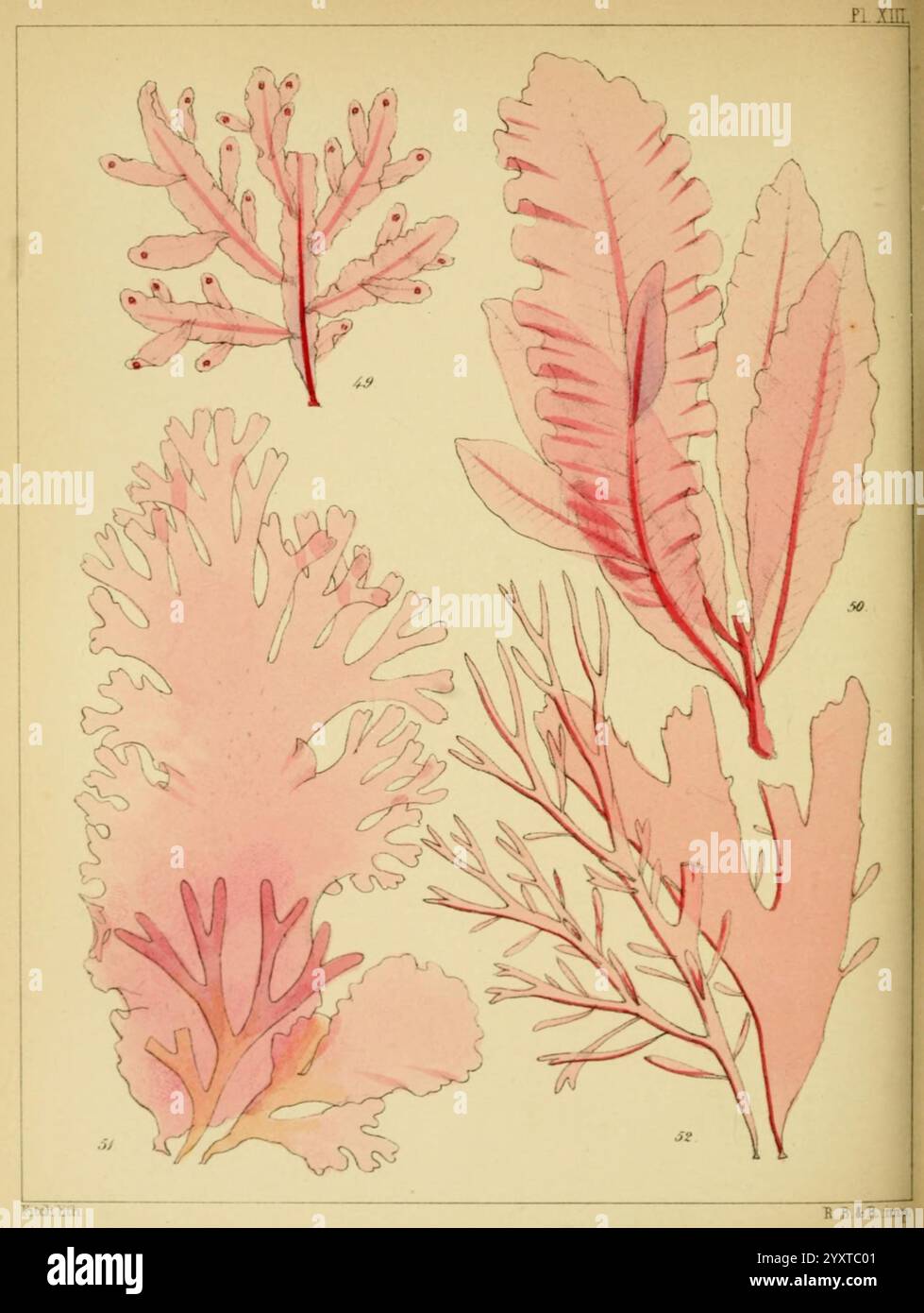 A popular history of British sea-weeds, London, Reeve and Benham, 1851 ...