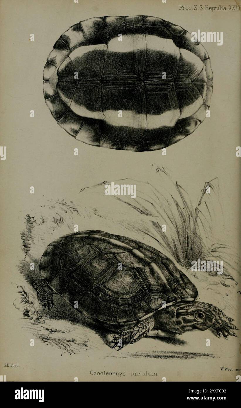 Asian riverine turtle hi-res stock photography and images - Alamy