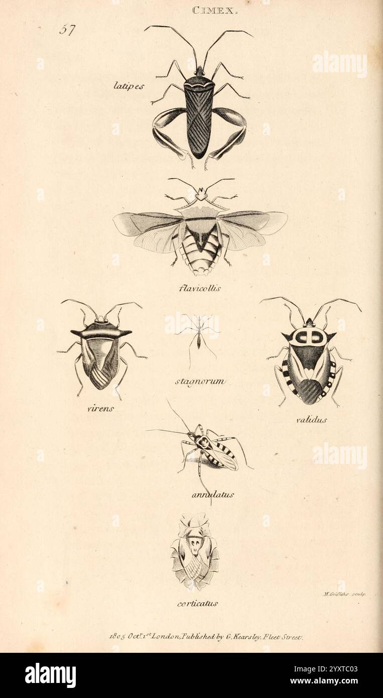 Cimex latipes hi-res stock photography and images - Alamy