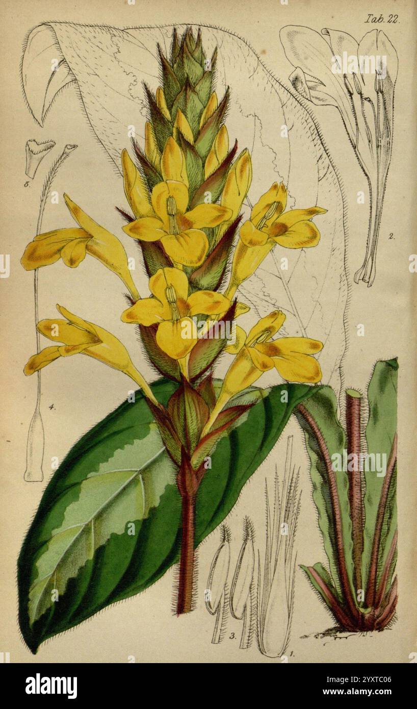 Journal of Botany, British and Foreign. London, Robert Hardwicke, 1863 ...