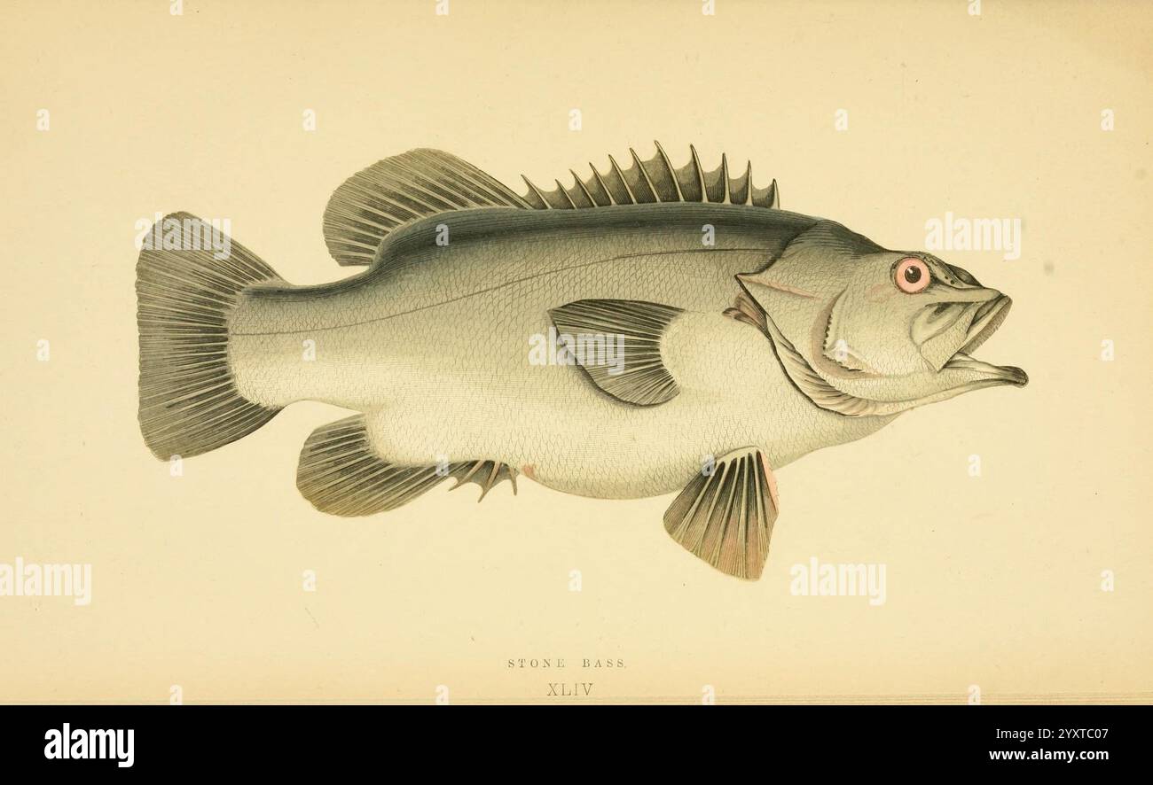 Spiny dorsal fins hi-res stock photography and images - Alamy