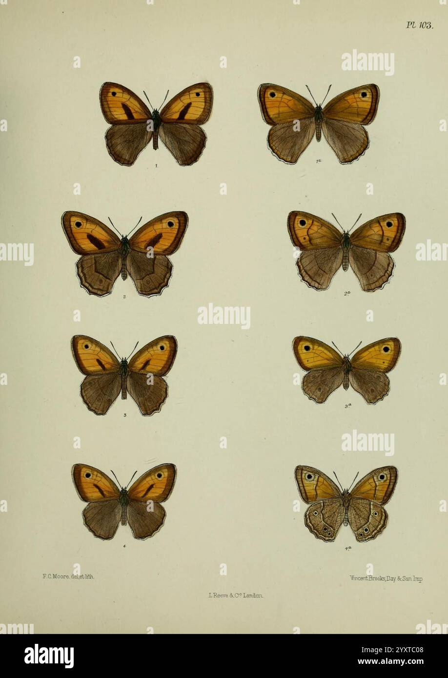 Lepidoptera indica, London, 1890-1913, India, Lepidoptera, Frederic ...