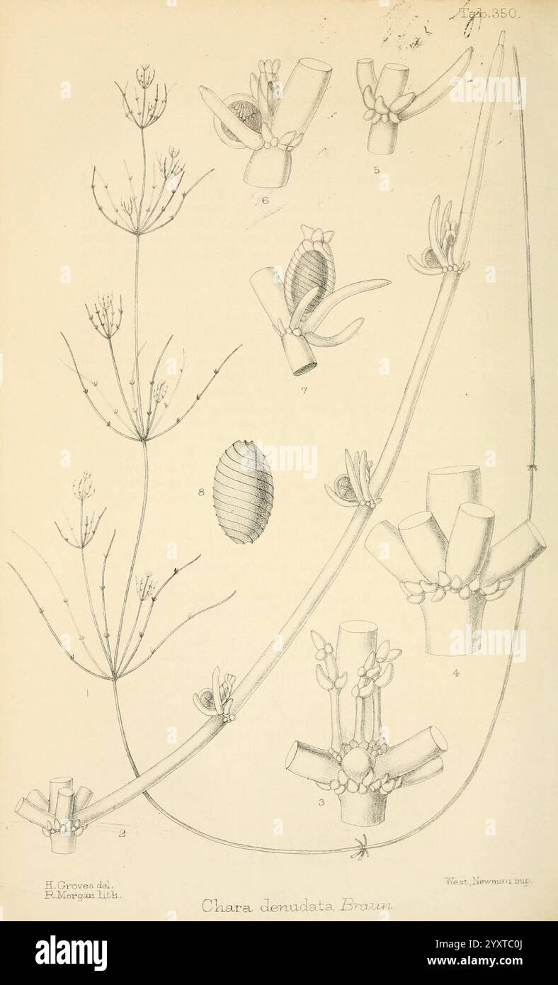 Close up drawings highlight hi-res stock photography and images - Alamy