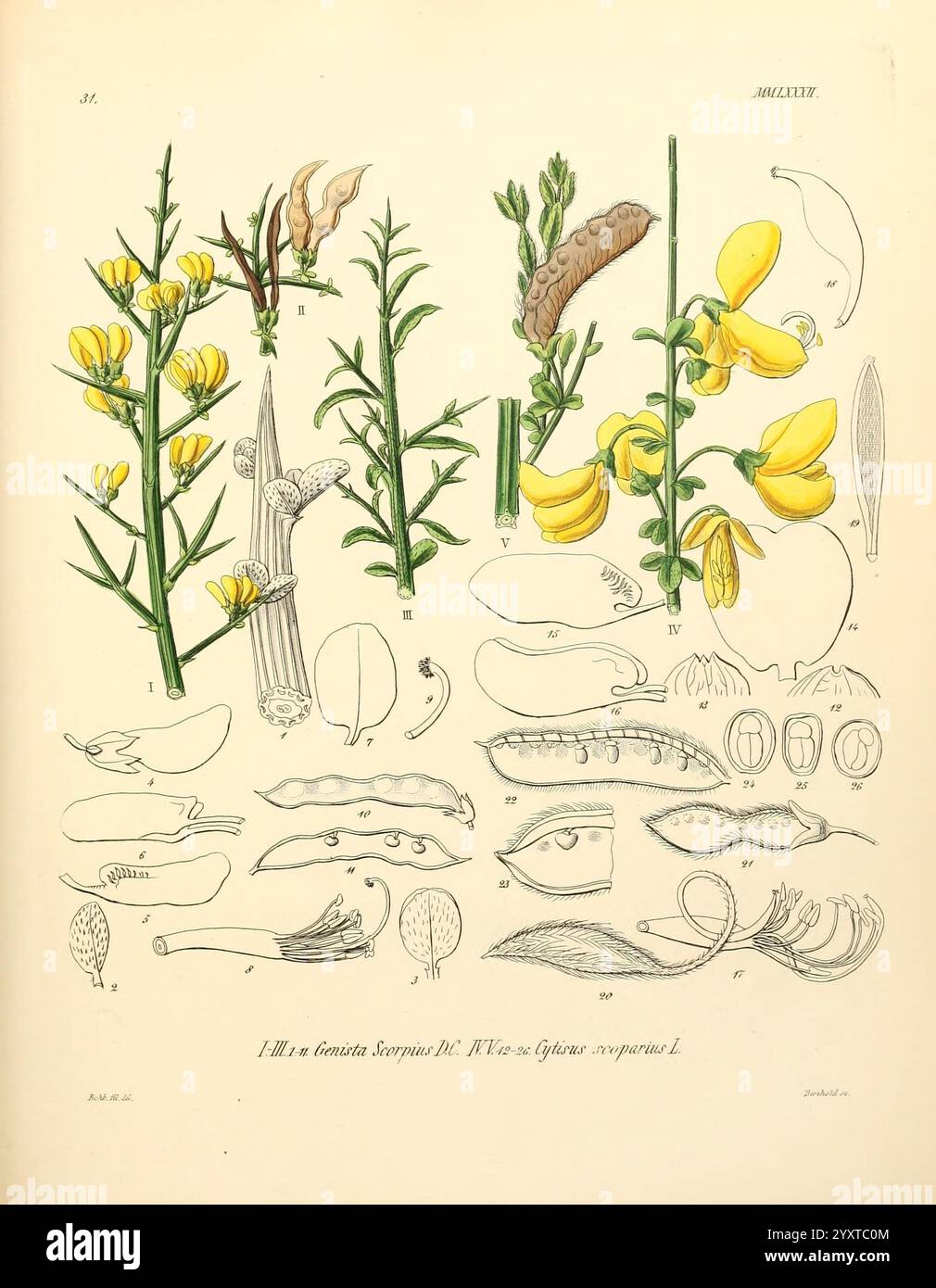 Species vicia angularis hi-res stock photography and images - Alamy