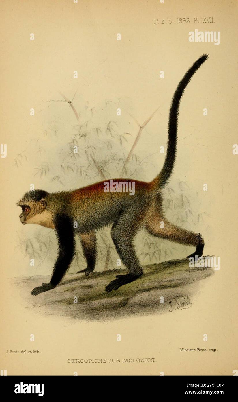 Cercopithecus moloneyi hi-res stock photography and images - Alamy