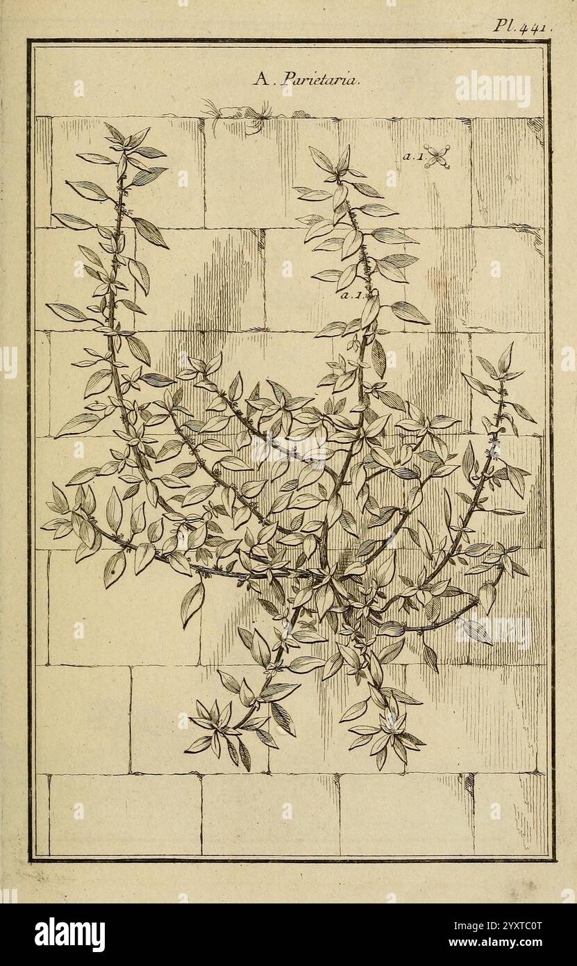 Alternating leaf patterns hi-res stock photography and images - Alamy