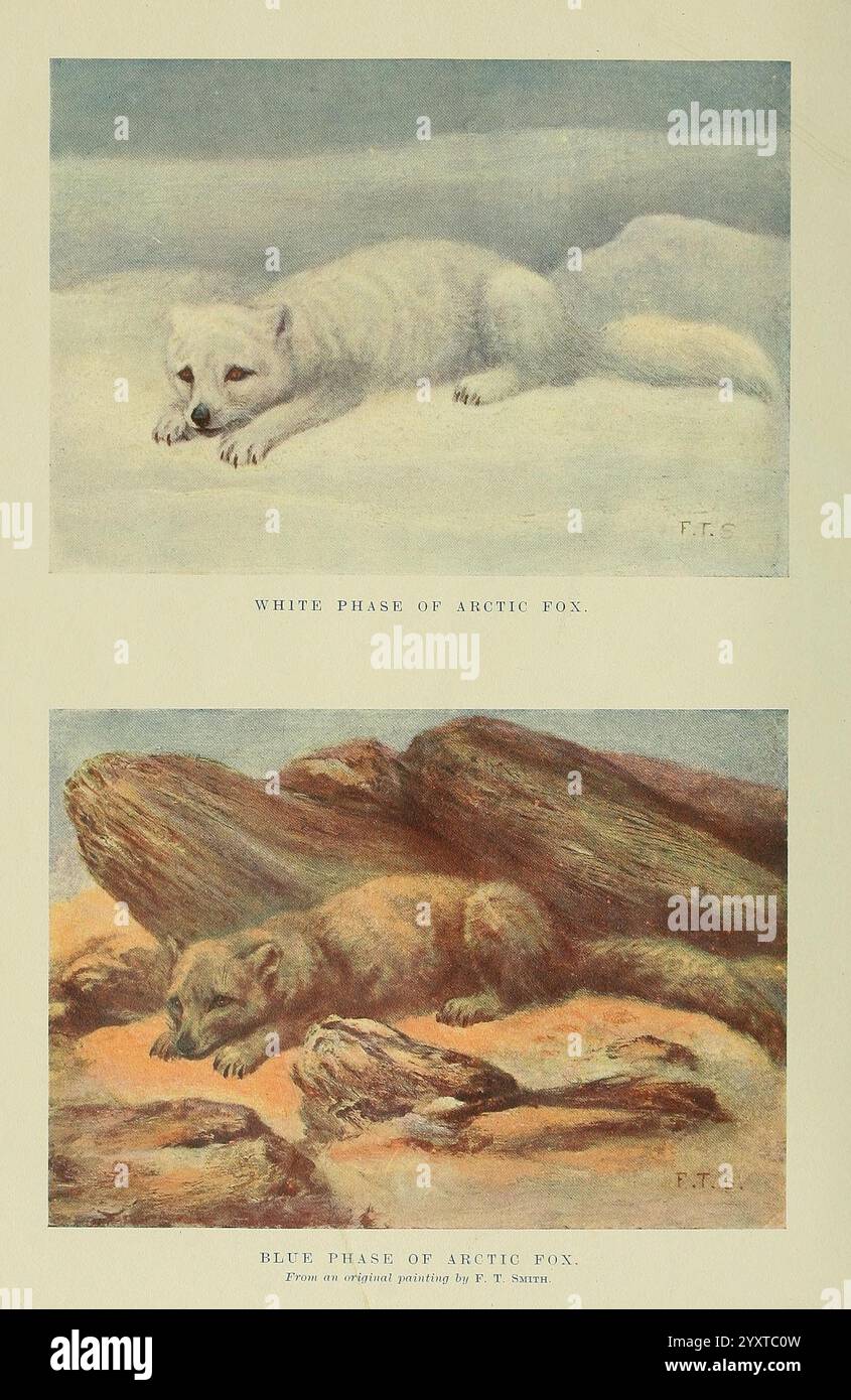 Two distinct phases hi-res stock photography and images - Alamy