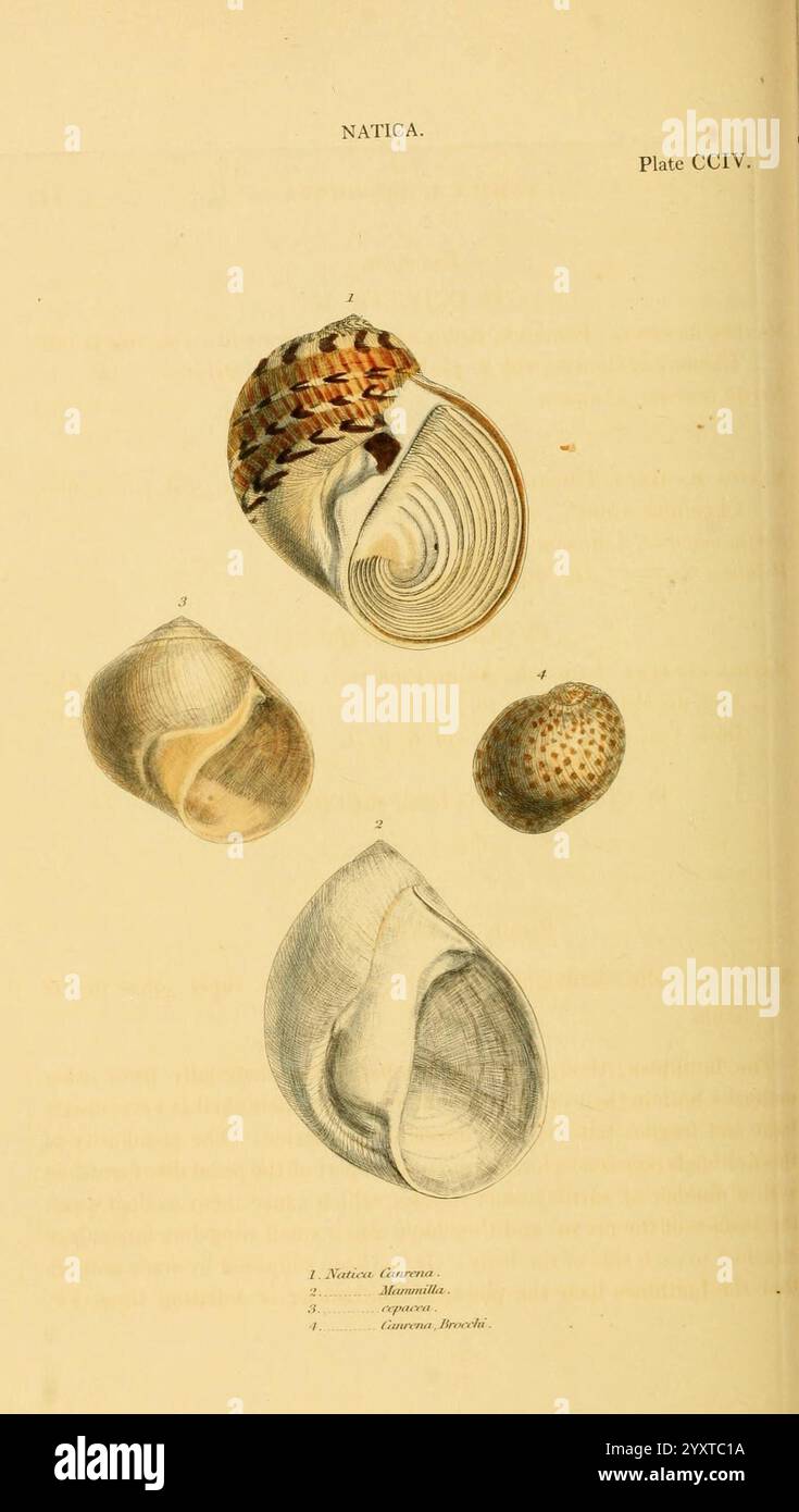 Conchologia systematica, or Complete system of conchology London ...