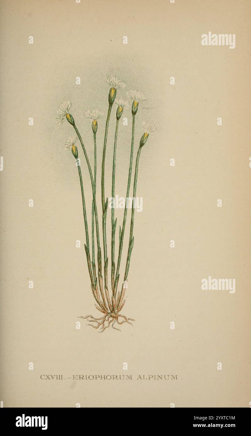 The flora of the Alps, London, J. C. Nimmo, 1896-1900, alps, floras ...