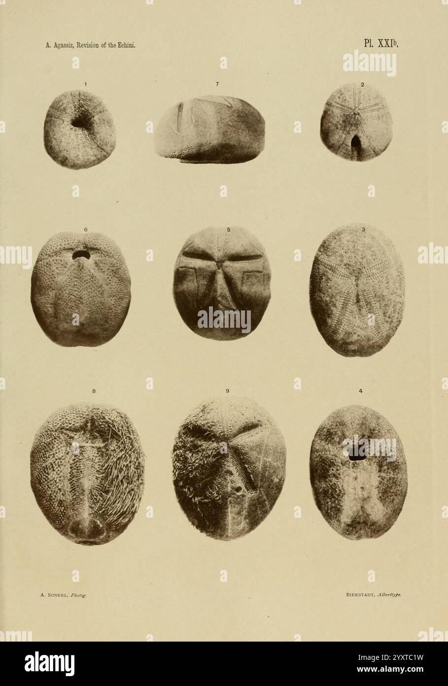 Revision of the Echini, Cambridge [Mass.], University Press, 1872-1874 ...