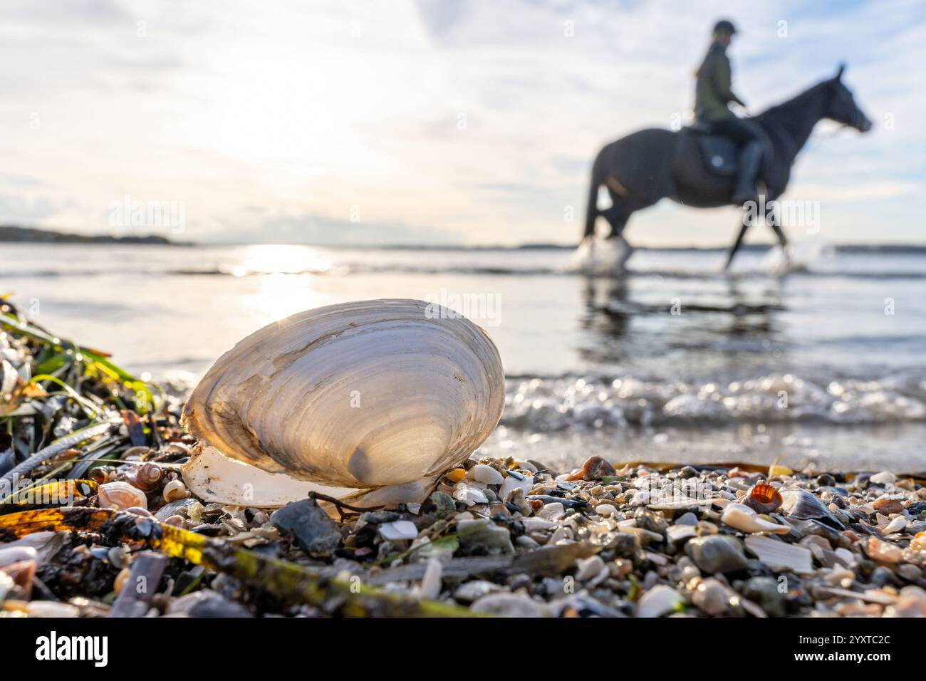 sand gaper at Baltic Sea beach Stock Photo - Alamy