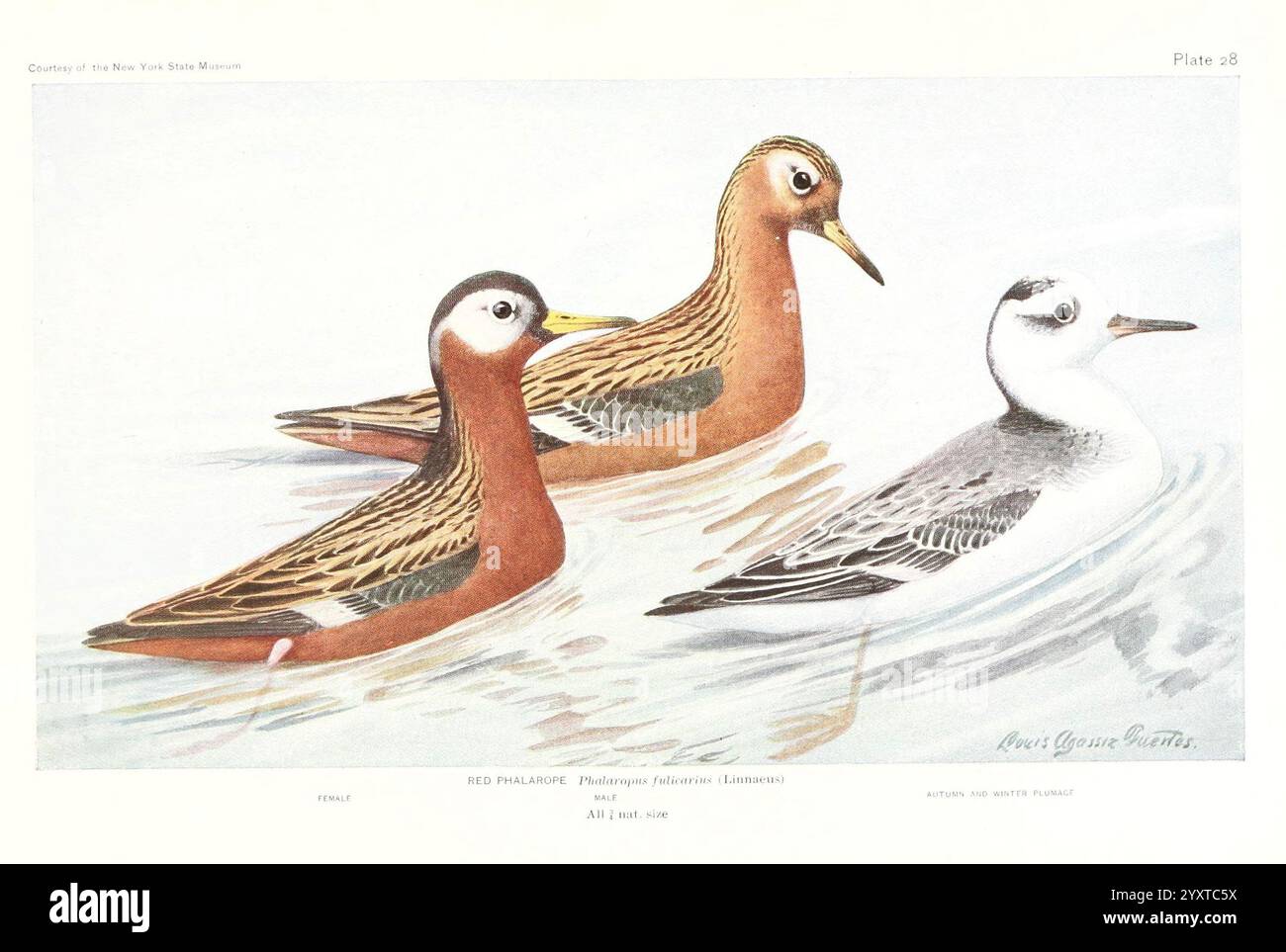 Birds of America v.1. New York, The University Society, 1923. birds ...