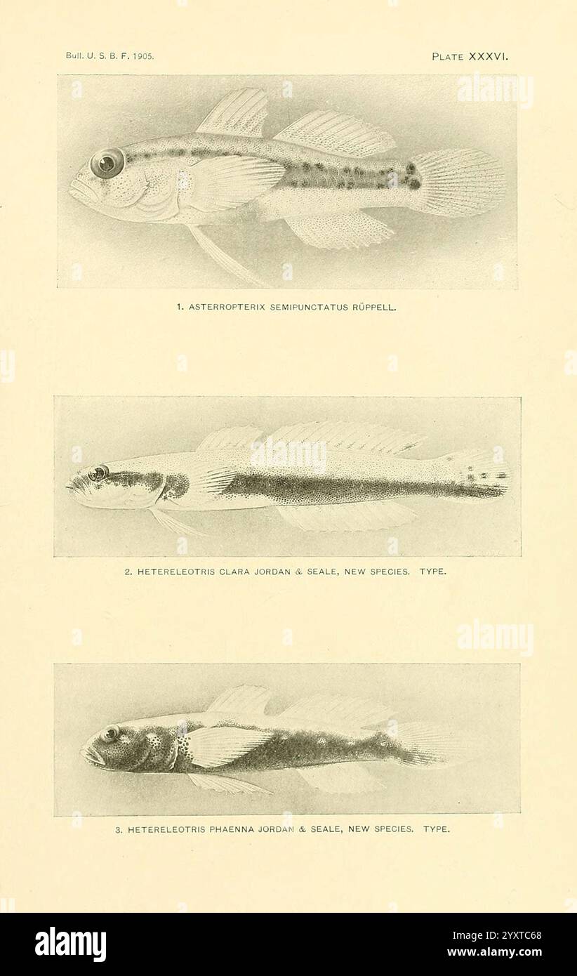 Image features three distinct species hi-res stock photography and ...