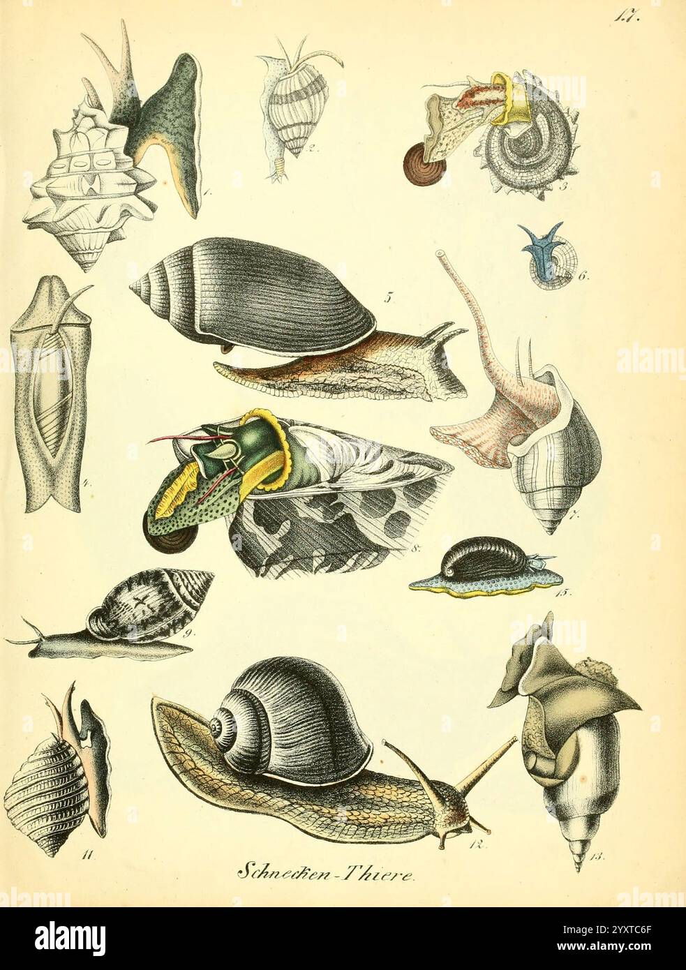 Illustrated collection of various marine organisms hi-res stock ...
