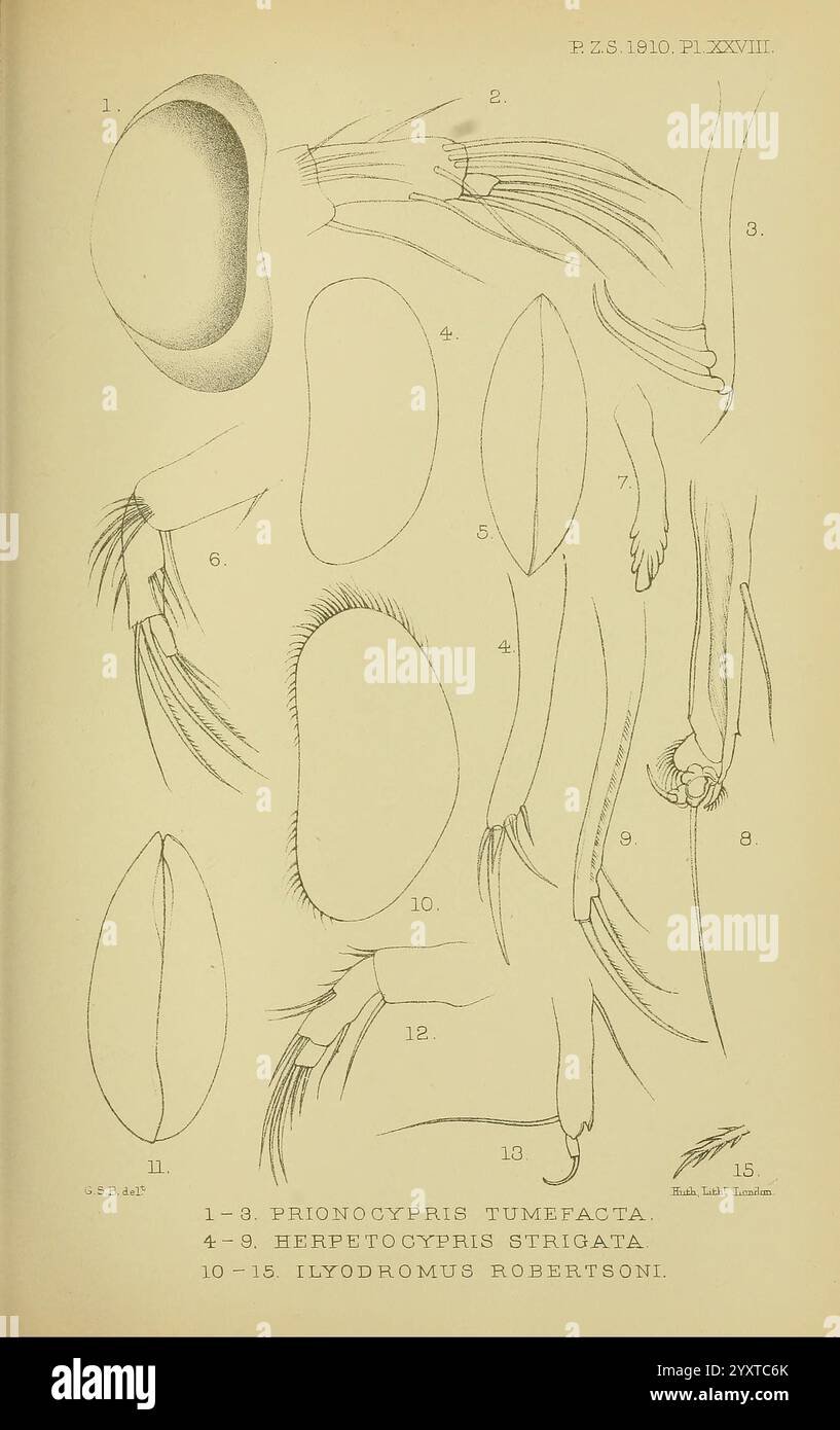 Drawing Highlights Specific Anatomical Features Hi Res Stock
