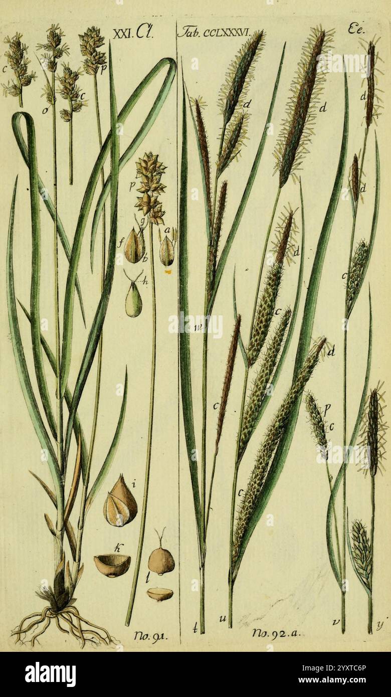 Left side presents multiple grass spikes hi-res stock photography and ...